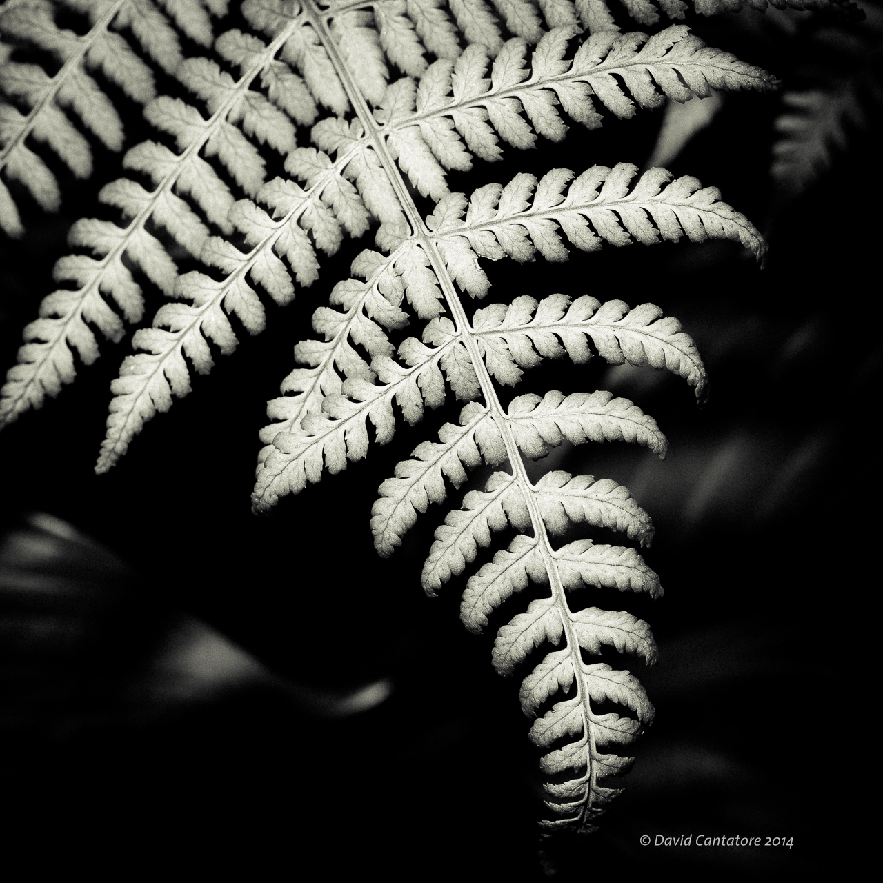 Almost New Zealand – Mostly Real Stuff